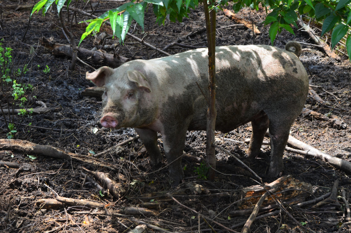 Whole Pig (Price per Pound) – Red Barn Meats, INC